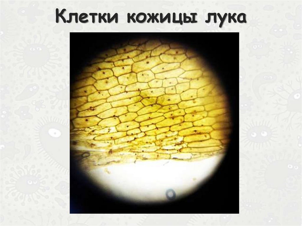 Клетка растения - презентация онлайн