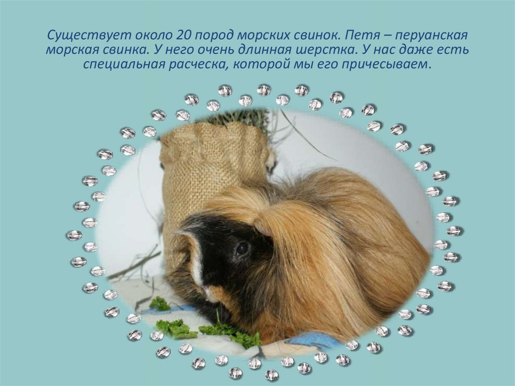 У меня живет морская свинка! - презентация онлайн