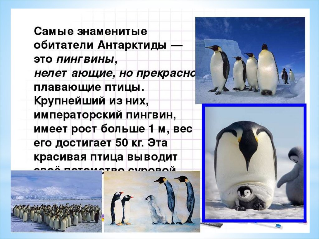 Пингвины - презентация онлайн