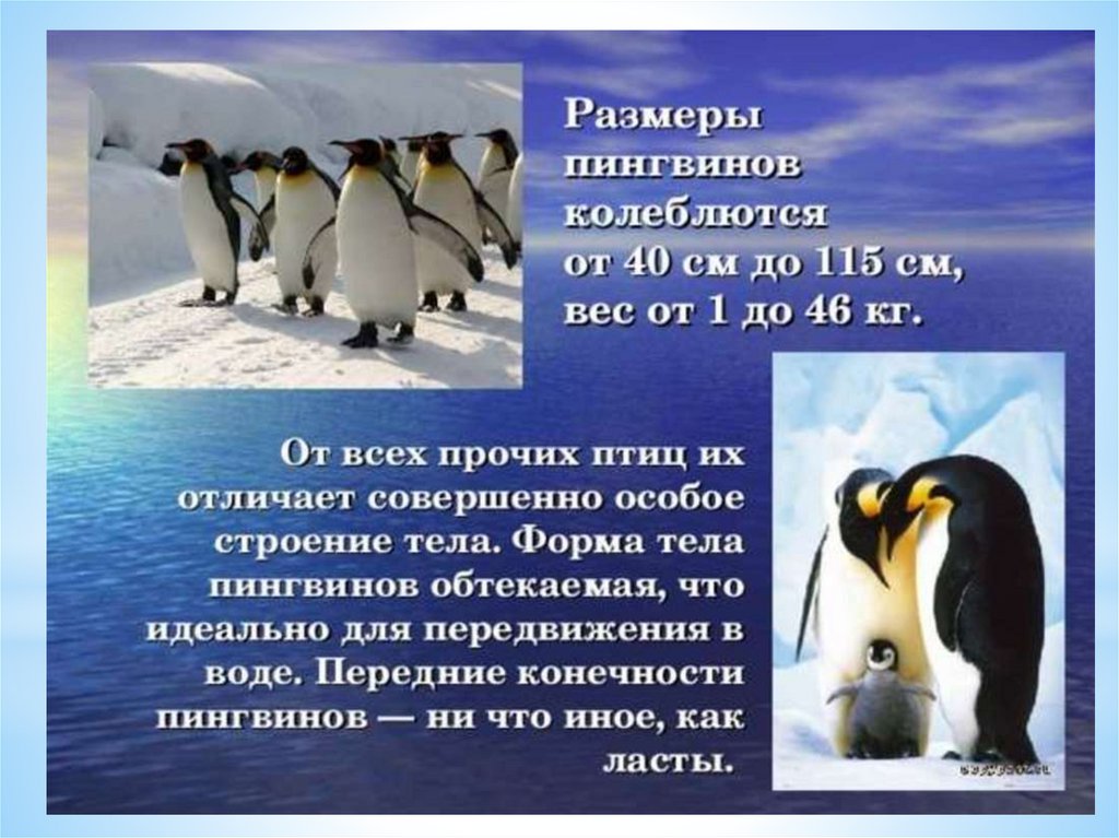 Пингвины - презентация онлайн