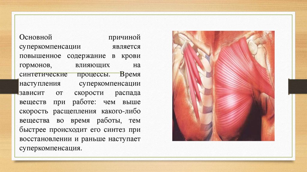 Отставленное восстановление спортсмена. Суперкомпенсация - презентация ...