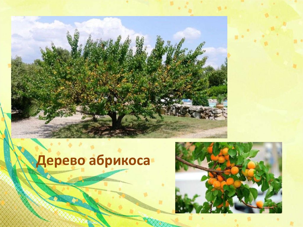 Розоцветные персик абрикос - презентация онлайн