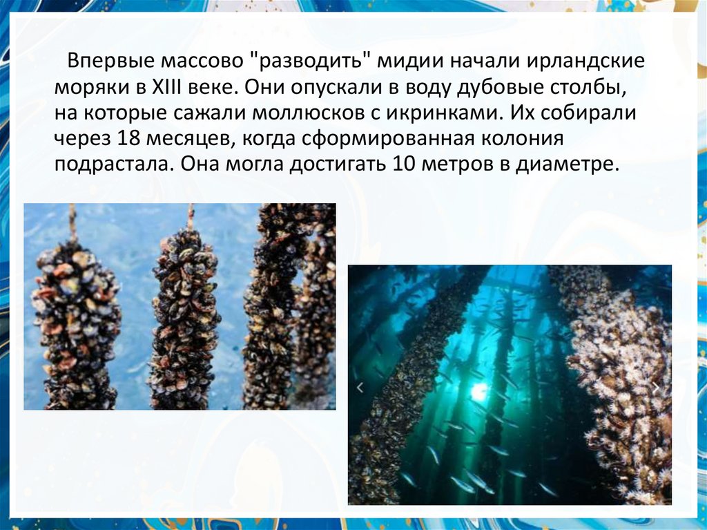 Мидии в раковинах - презентация онлайн