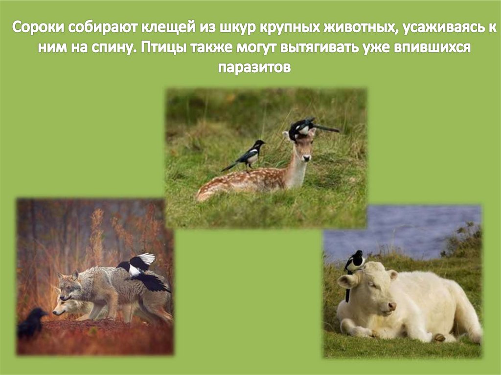 Сорока-белобока - online presentation