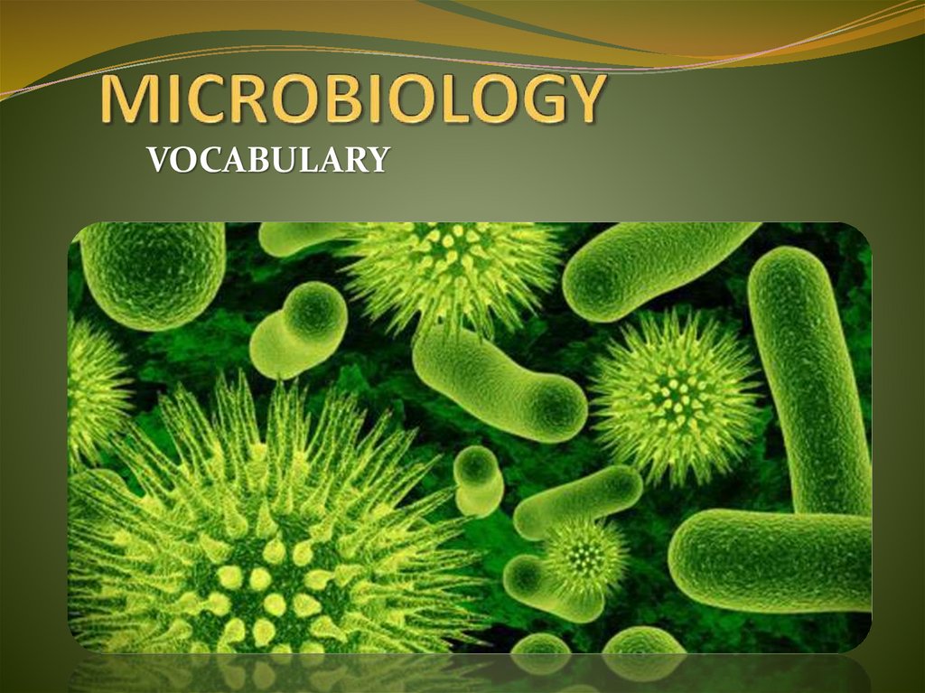 Microbiology. Vocabulary - презентация онлайн
