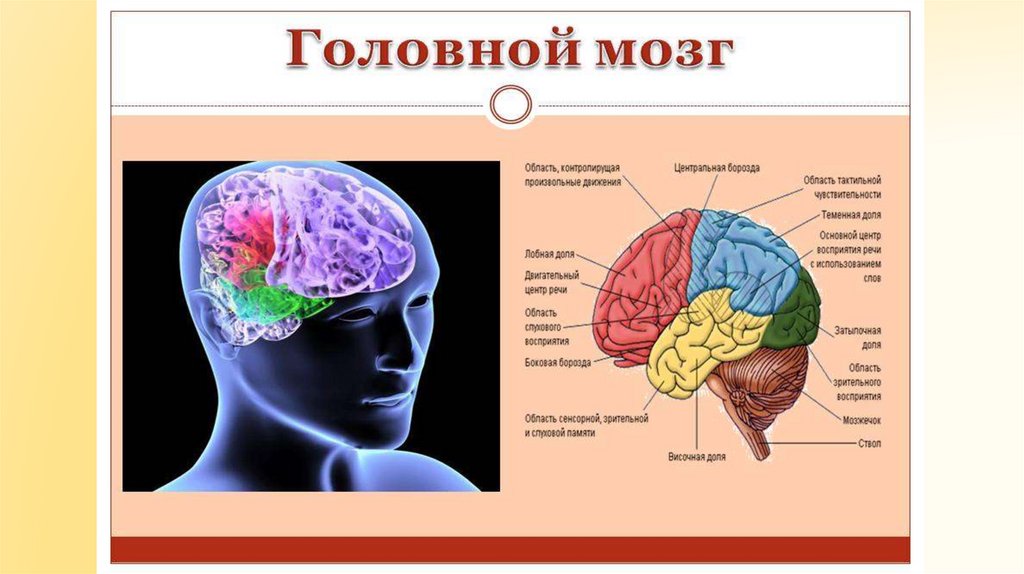 Анатомофизиологические механизмы речи - презентация онлайн