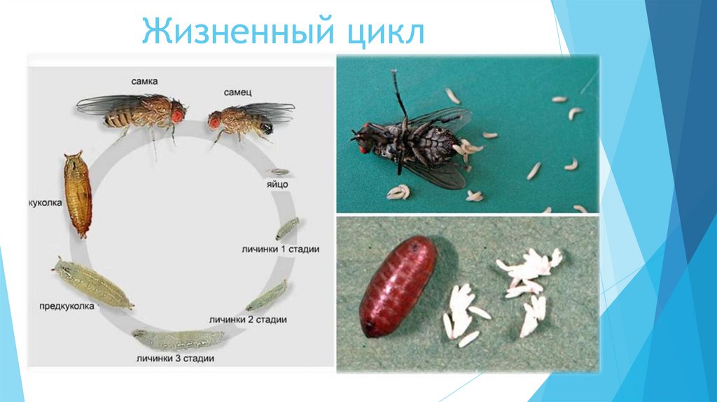 Вольфатриоз - online presentation