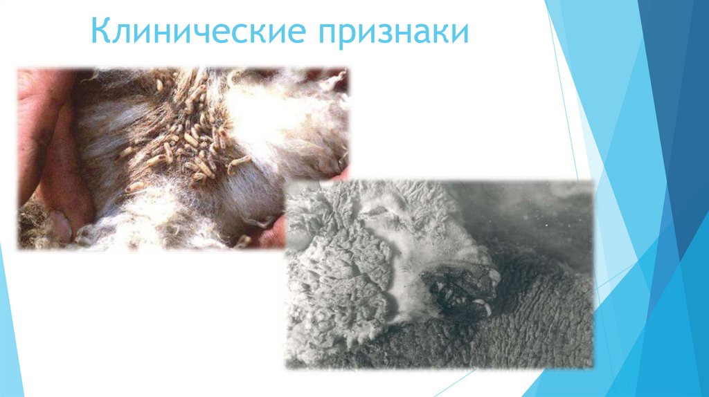 Вольфатриоз - online presentation