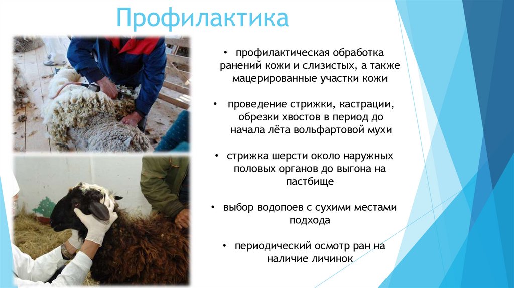Вольфатриоз - online presentation