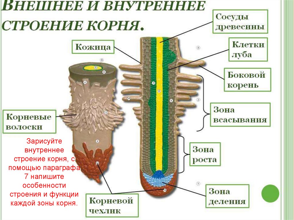 Корень. Биология - презентация онлайн