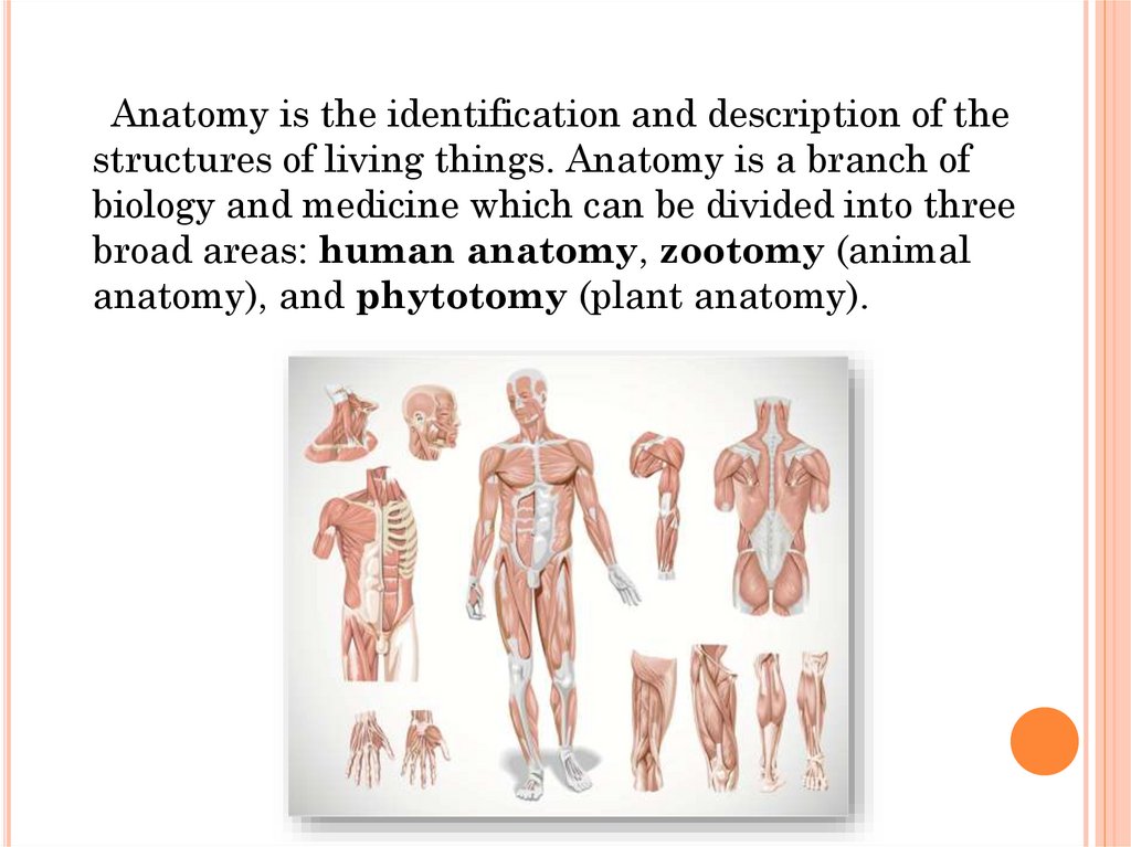 Anatomy Is The Identification And Description Online Presentation