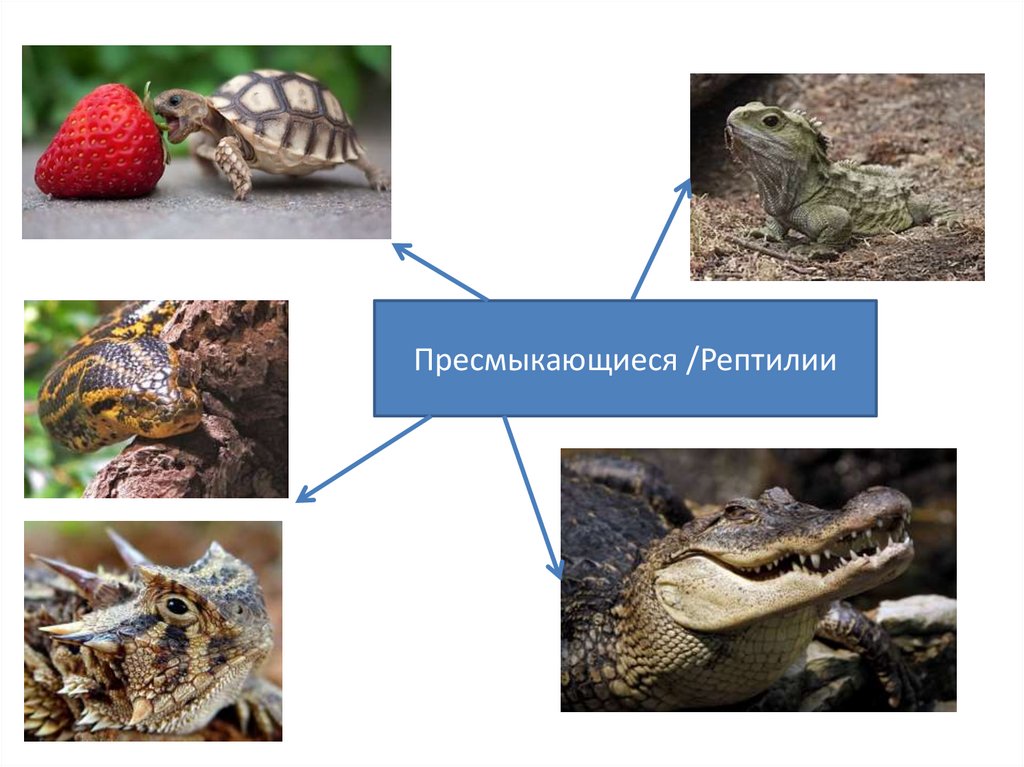 Рептилии их особенности презентация онлайн
