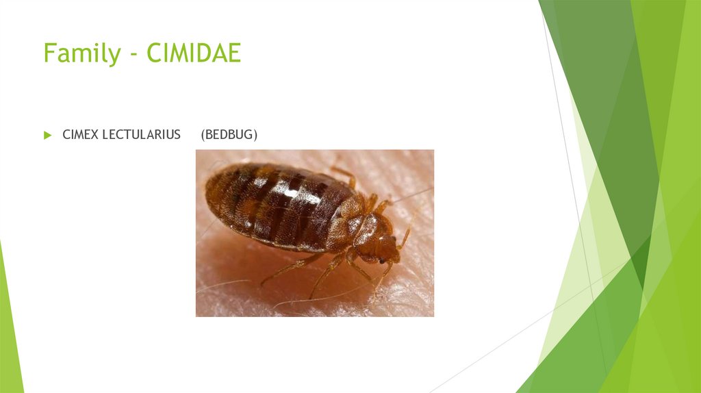 Morphology of order of bugs. Representatives and their medical ...