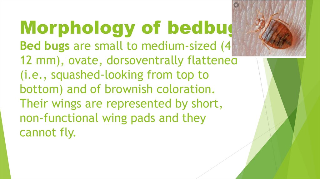 Morphology of order of bugs. Representatives and their medical ...