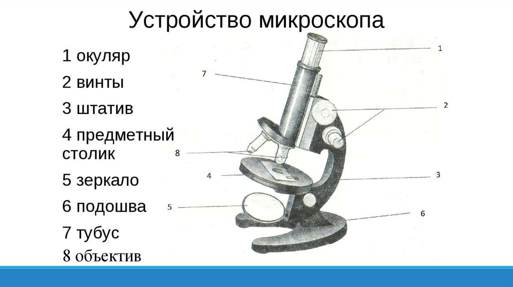 Увеличительные приборы - презентация онлайн