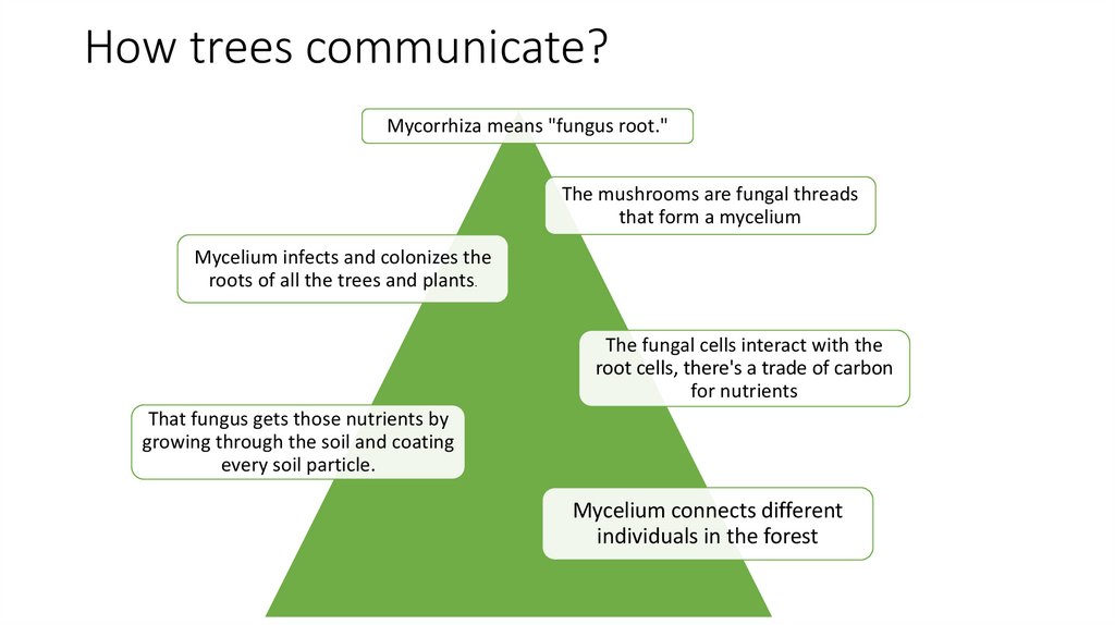 How trees talk to each other - презентация онлайн