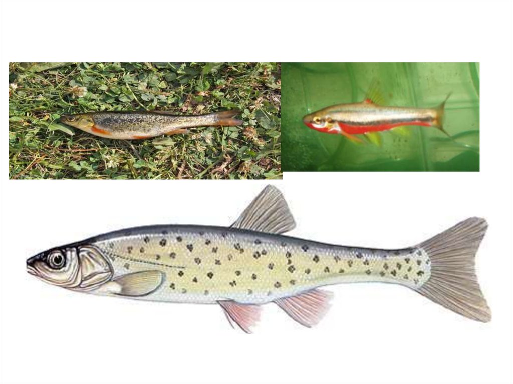 Phoxinus phoxinus - online presentation