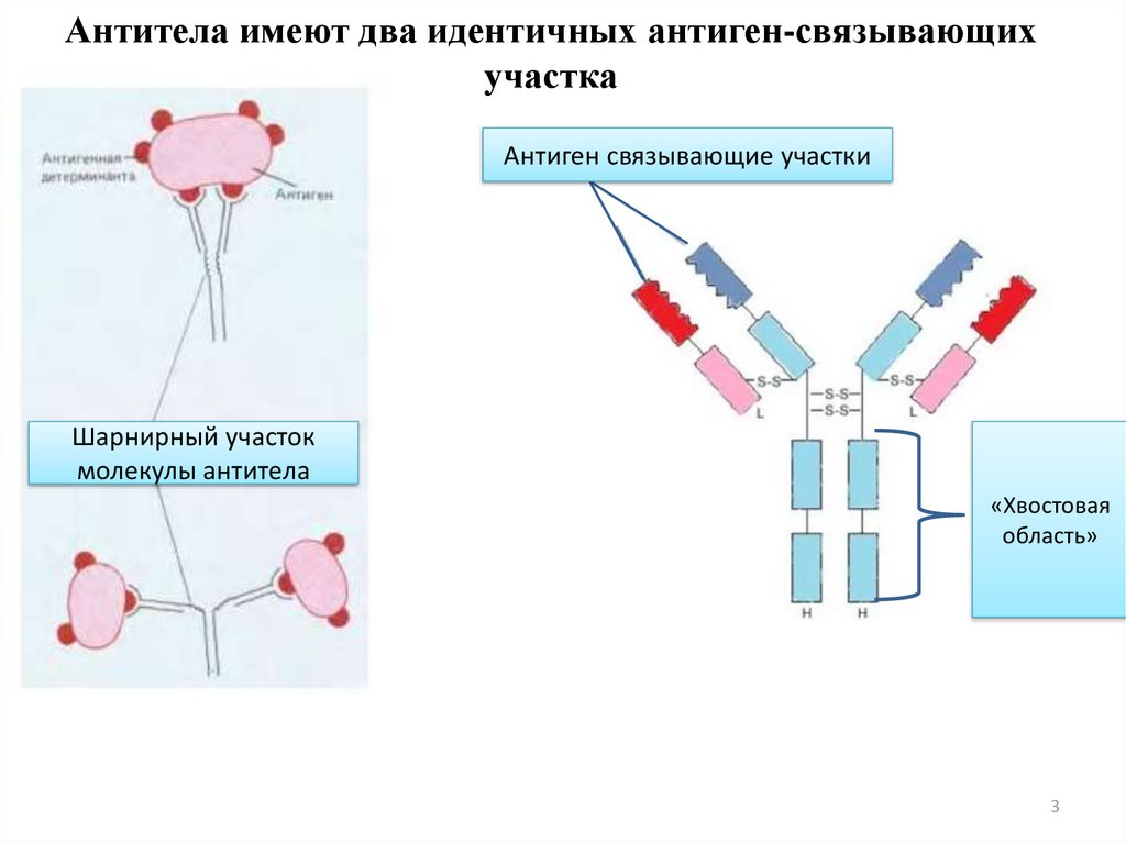 Формирование многообразия антител - презентация онлайн