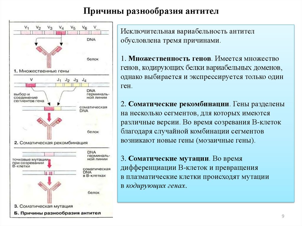 Формирование многообразия антител - презентация онлайн