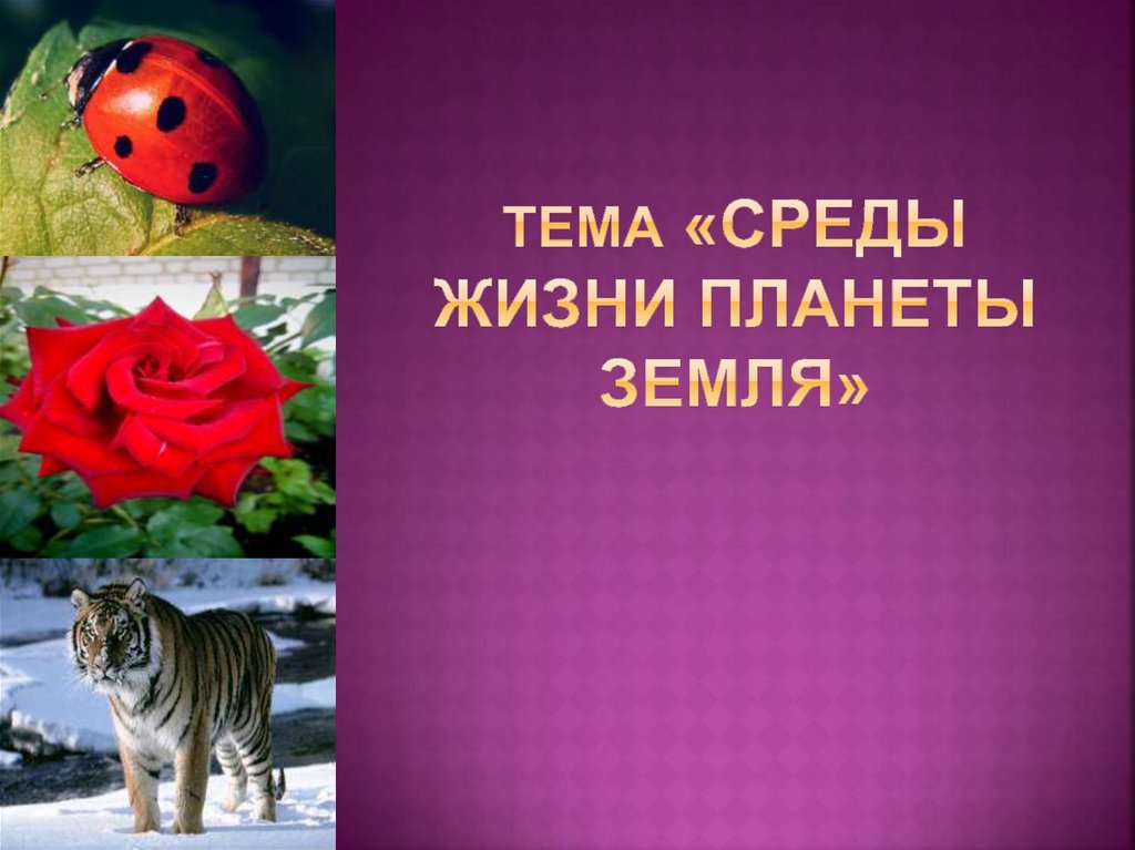 Среды жизни планета Земля презентация онлайн