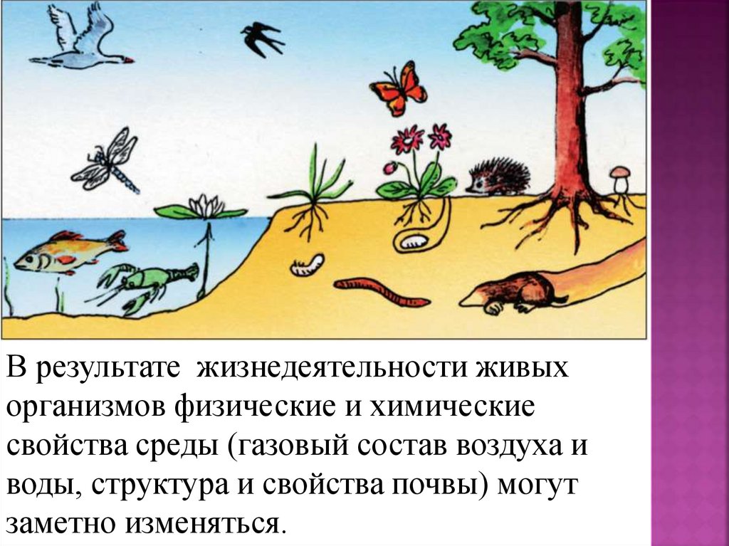 Среды жизни планета Земля презентация онлайн