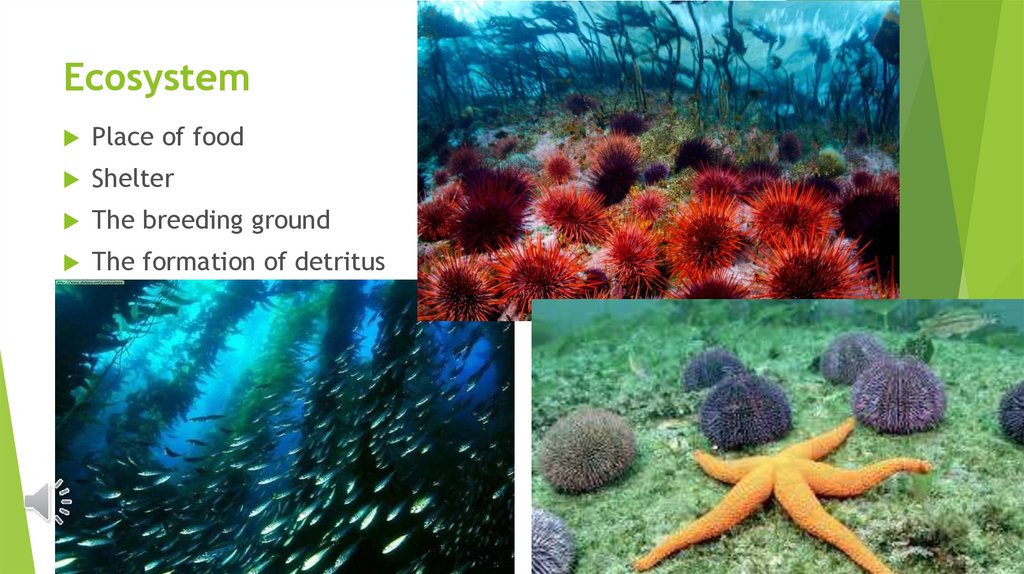 Kelp forests - презентация онлайн