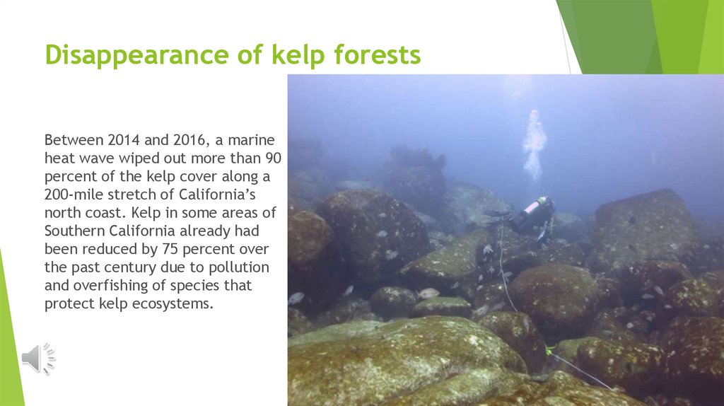 Kelp forests - презентация онлайн