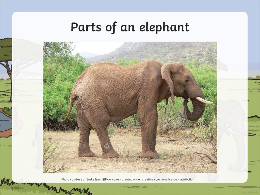 African Elephant - презентация онлайн