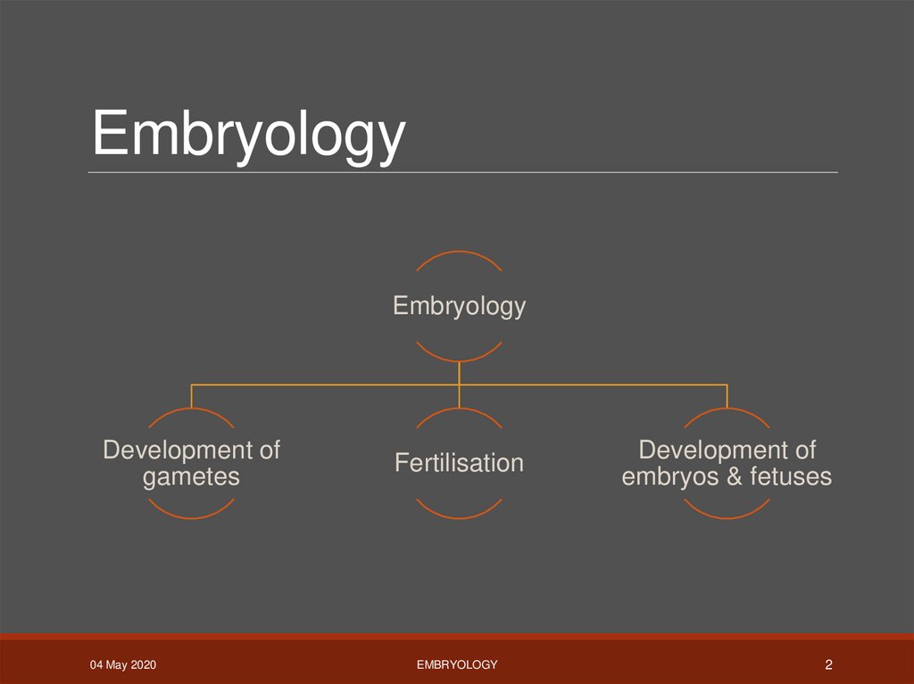 Embryology - презентация онлайн