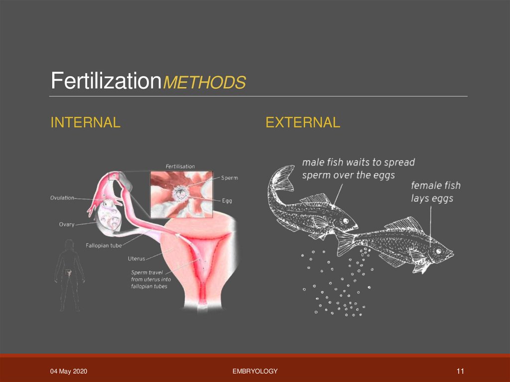 Embryology - презентация онлайн