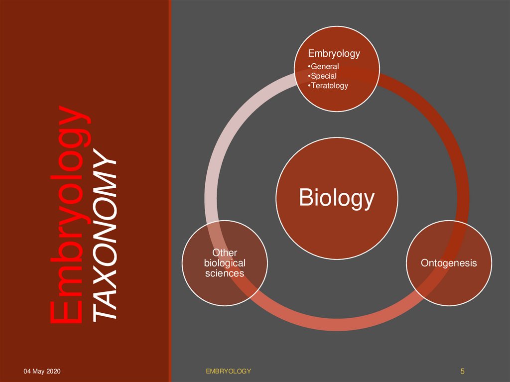 Embryology - презентация онлайн
