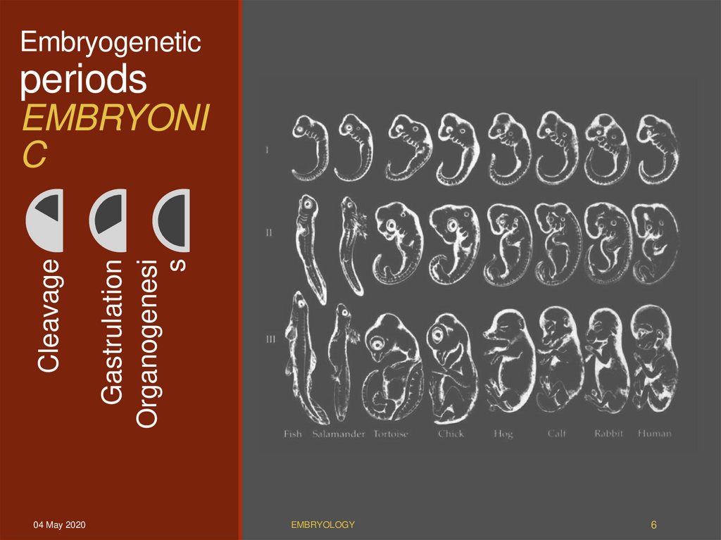 Embryology - презентация онлайн