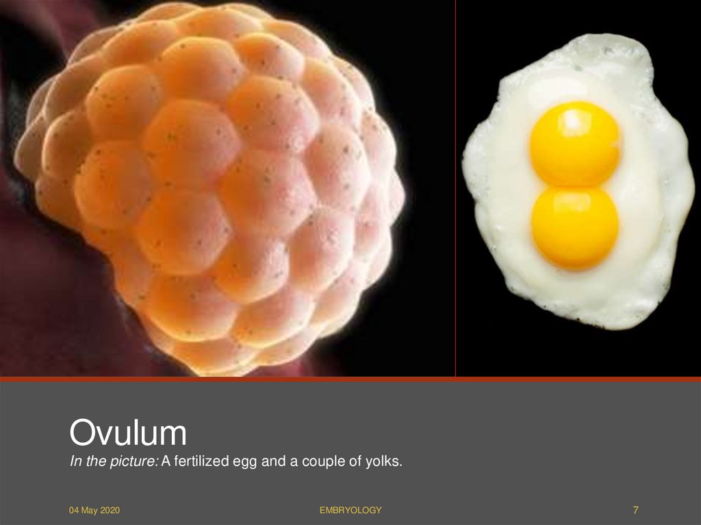 Embryology - презентация онлайн