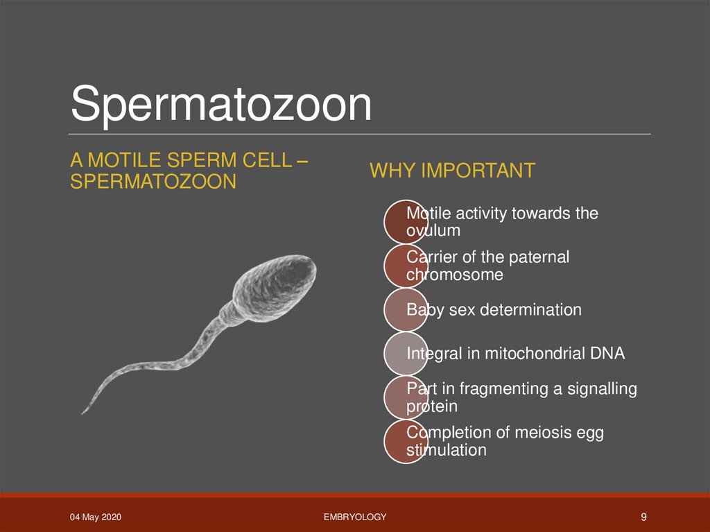 Embryology - презентация онлайн