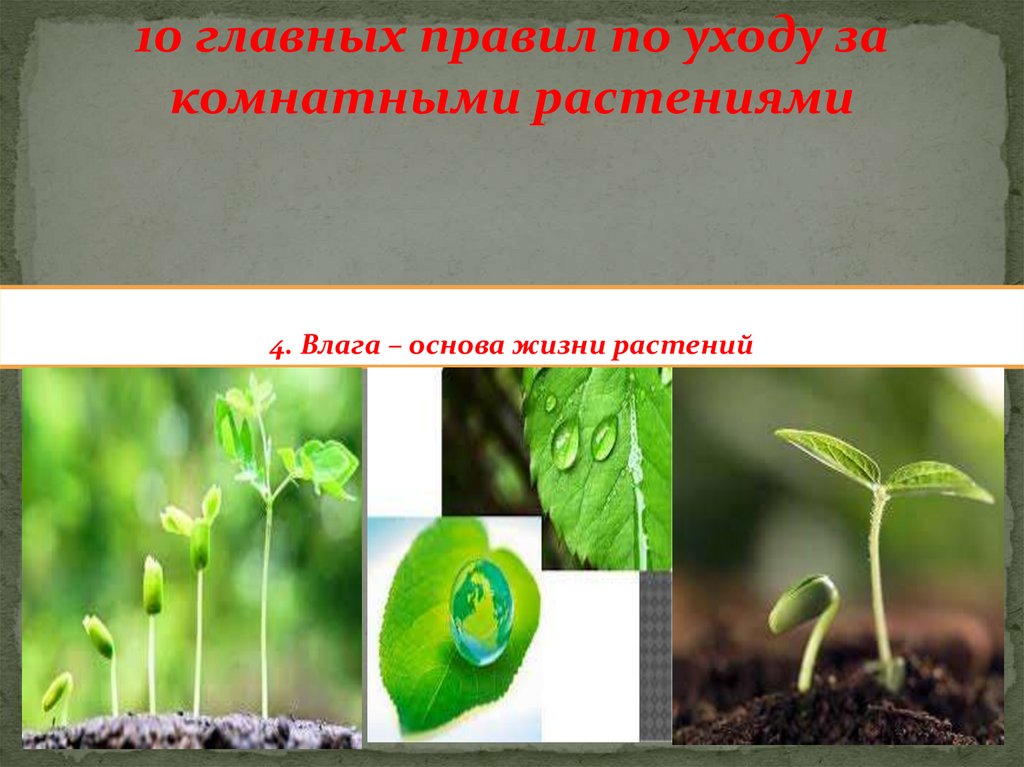 Советы по уходу за комнатными растениями Online Presentation