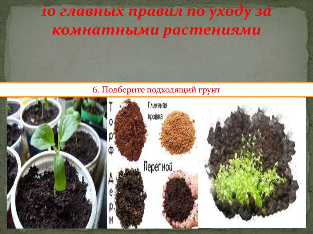 Советы по уходу за комнатными растениями презентация онлайн