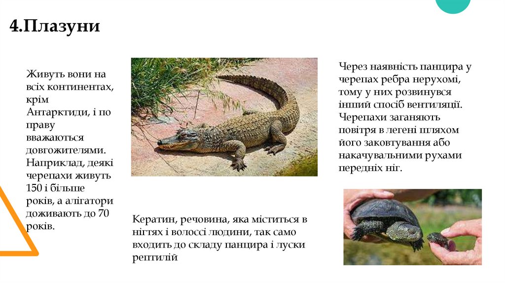 Цікаві повідомлення ракурсом Царства Тварин презентация онлайн