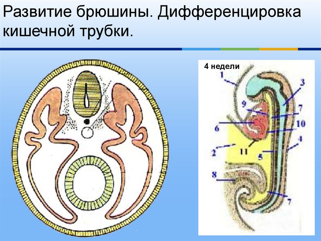 Анатомия серозных оболочек - online presentation
