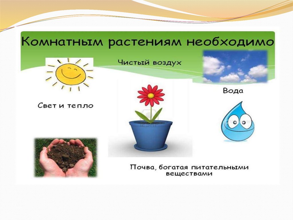 Уход за комнатными растениями - презентация онлайн