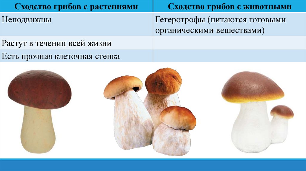 Грибы. Грибница, гифы - презентация онлайн