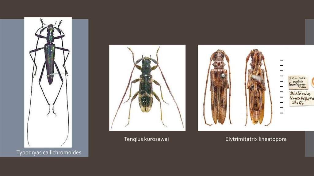 Chrysomeliformia Сем. Disteniidae - online presentation