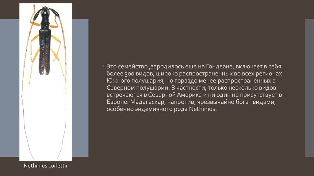 Chrysomeliformia Сем. Disteniidae - online presentation