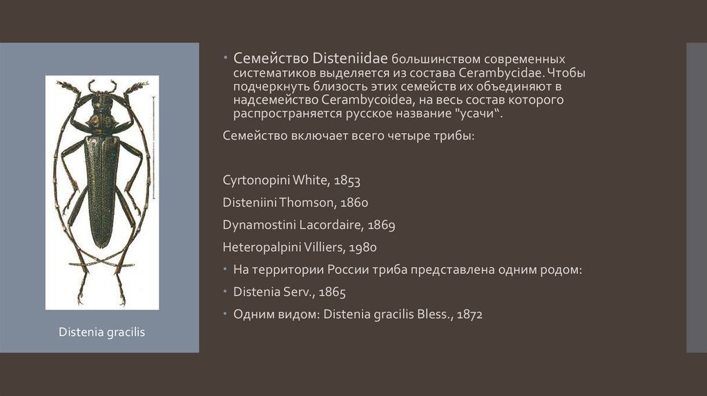 Chrysomeliformia Сем. Disteniidae - online presentation