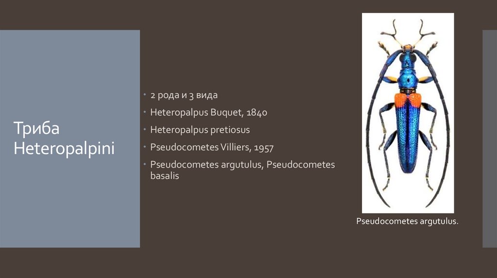 Chrysomeliformia Сем. Disteniidae - online presentation