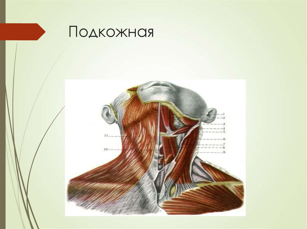 Хирургическая анатомия шеи презентация онлайн