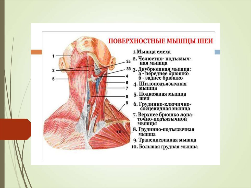 Хирургическая анатомия шеи презентация онлайн