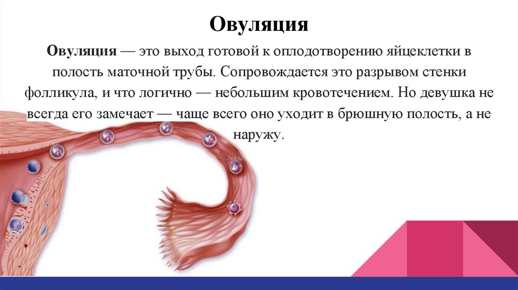 Анатомия женской половой системы - презентация онлайн