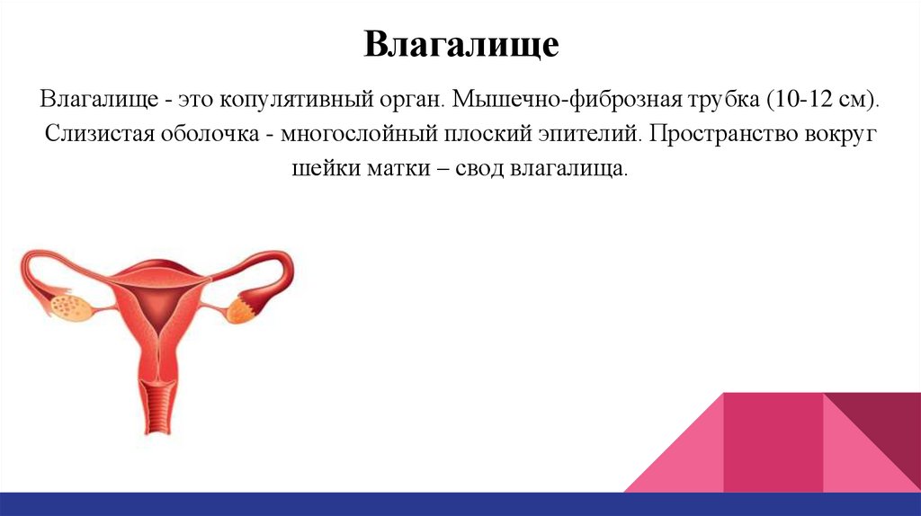 Анатомия женской половой системы - презентация онлайн