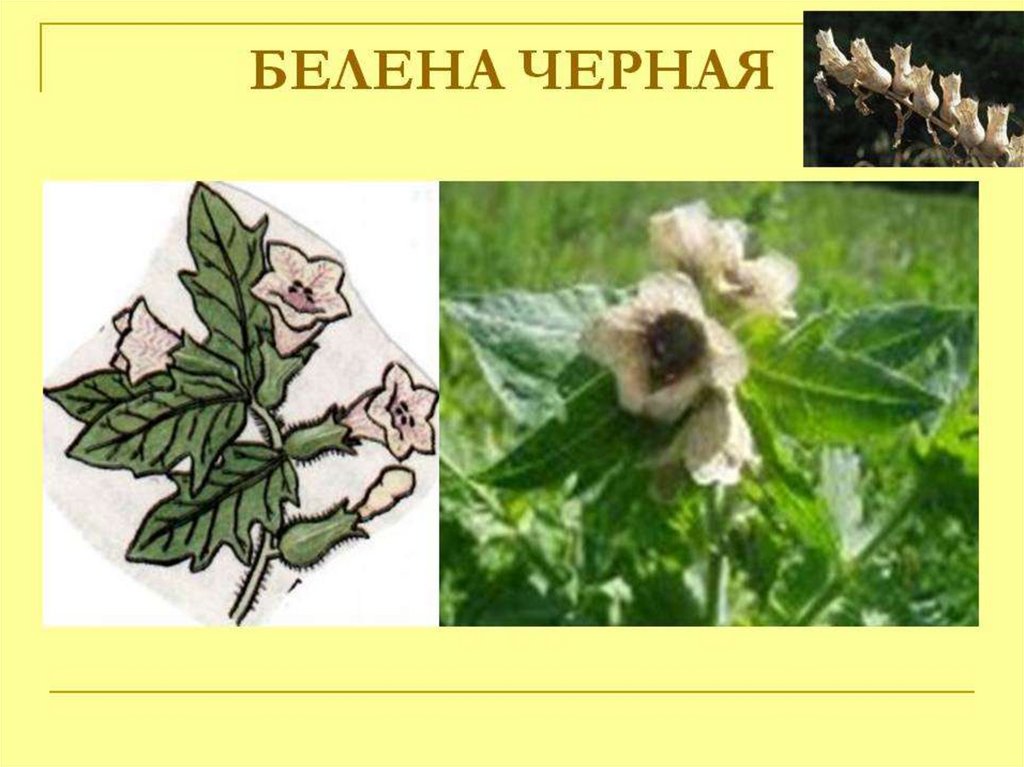 Белена черная - презентация онлайн